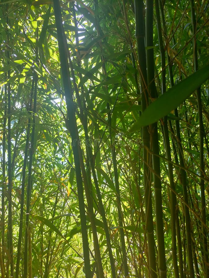 Bamboo nature green stock image. Image of leaves, bamboo - 224028459