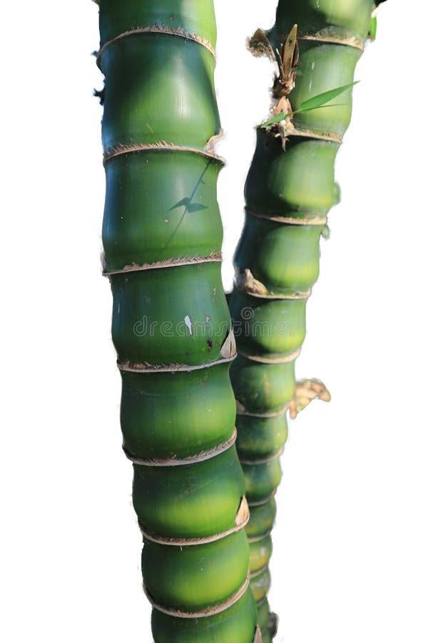 Bamboo Nature Pattern Green Tree Texture Isolated Whitebackground Stock ...