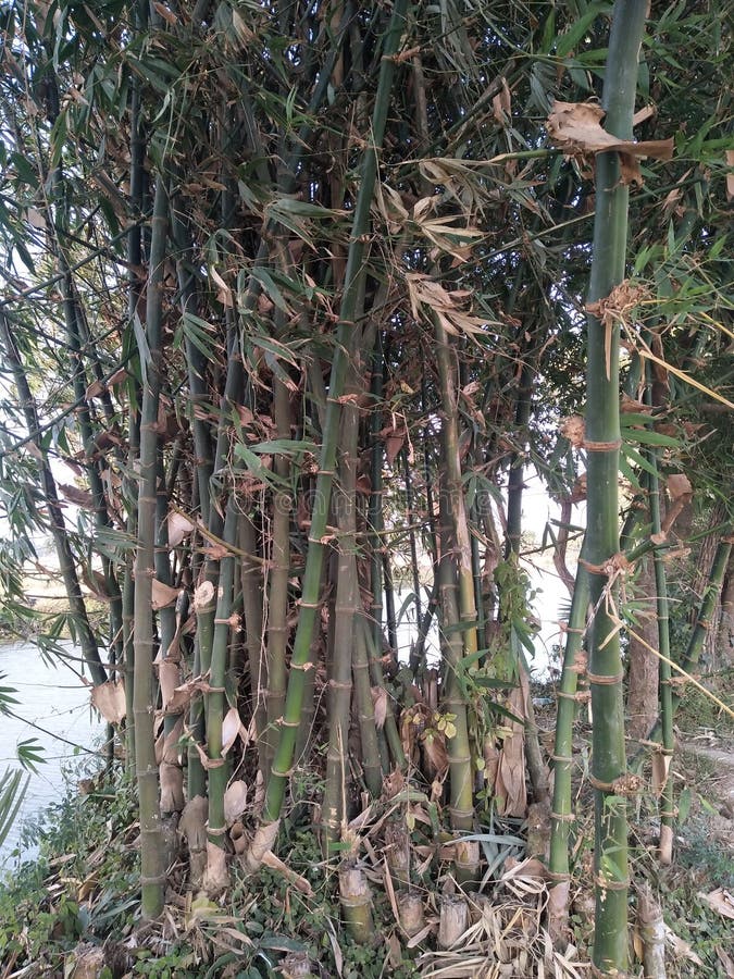 Bamboo nature tree stock image. Image of nature, outdoor - 135169803