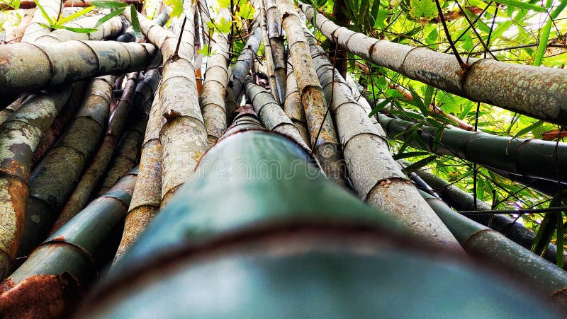 Bamboo is One of the Pillars of Natural Sustainability Stock Photo ...