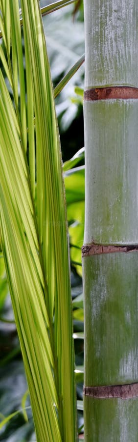 Bamboo Palm Tree Stem stock image. Image of garten, lutescens - 75072777