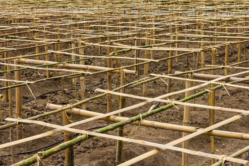 Bamboo Panels Bonded Structure Stock Photo - Image of bamboo, close ...