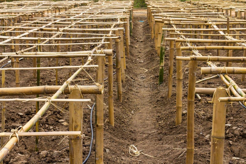 Bamboo Panels Bonded Structure Stock Image - Image of material ...