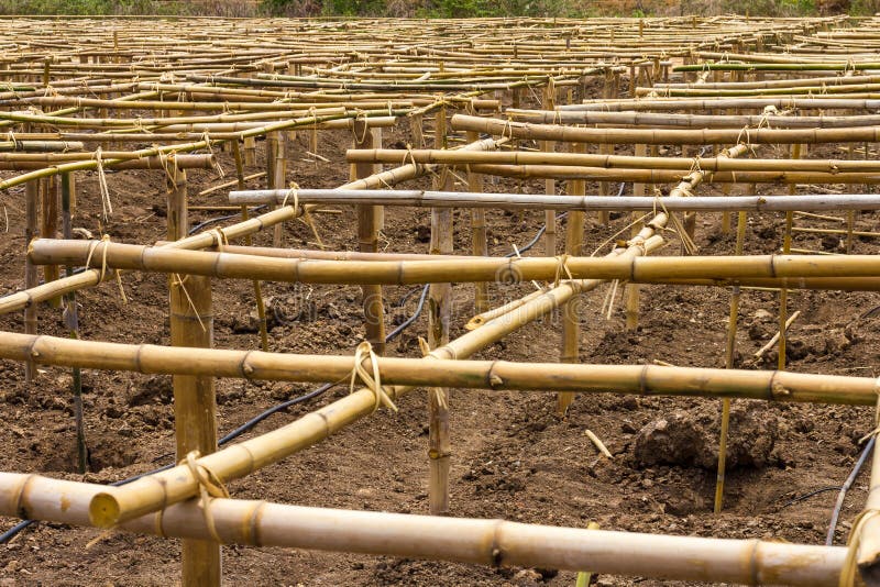 Bamboo Panels Bonded Structure Stock Photo - Image of material ...