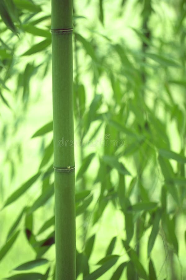 Bamboo park, close-up. stock photo. Image of leaves - 110437432