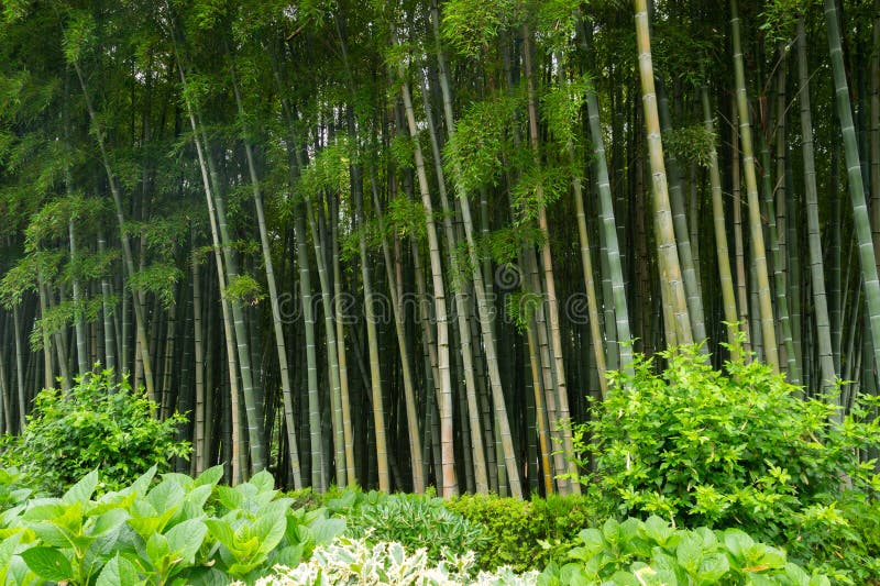 Bamboo Park, a Grove of Green Bamboo Trunks in Georgia Stock Photo ...