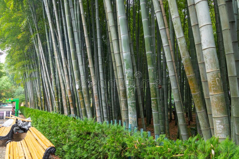 Bamboo Park Grove Green Trunks Georgia Stock Photos - Free & Royalty ...