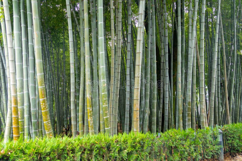 Bamboo Park, a Grove of Green Bamboo Trunks in Georgia Stock Photo ...