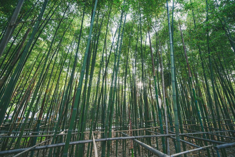 Bamboo Park, Shanghai, China Stock Image - Image of east, leaves: 85569431