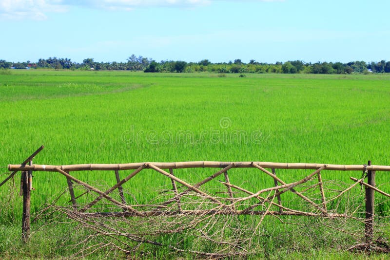 Bamboo partitioning stock photo. Image of nature, partitioning - 17133402