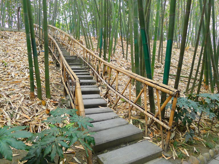 Bamboo path stock image. Image of freshness, grove, foot - 18746887