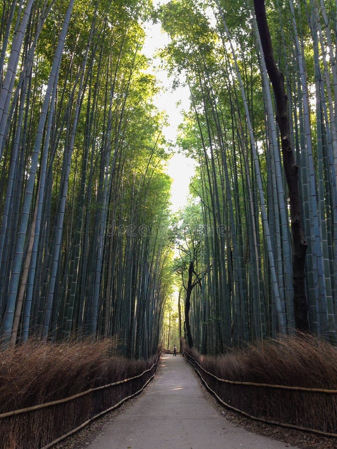 Bamboo path walk in park stock photo. Image of forest - 23862514