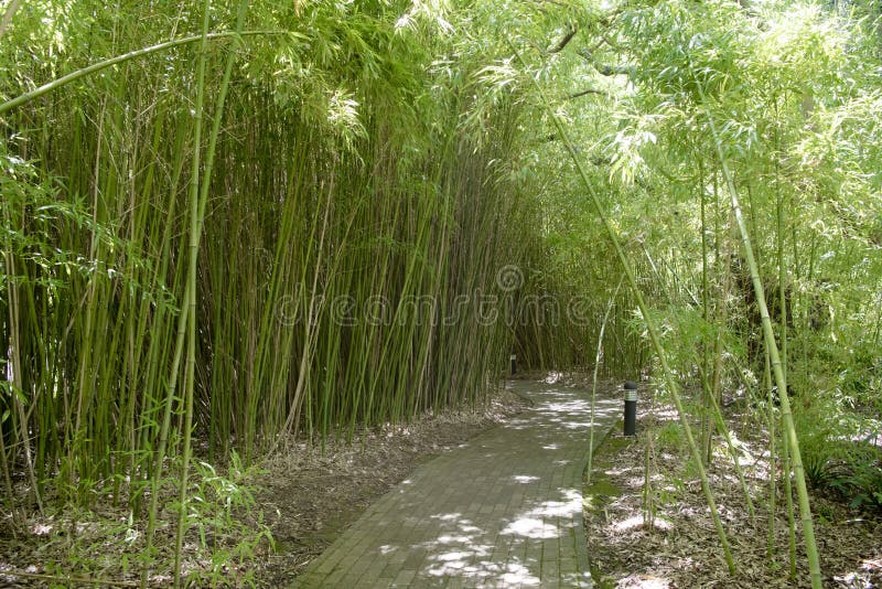 Bamboo path stock photo. Image of asian, lush, nature - 67272344