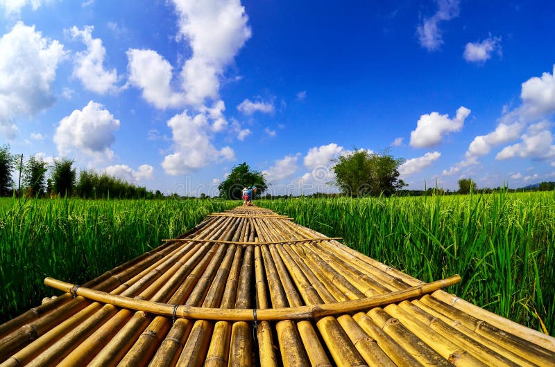 Bamboo Path in the Rice Field Stock Photo - Image of environment, relax ...