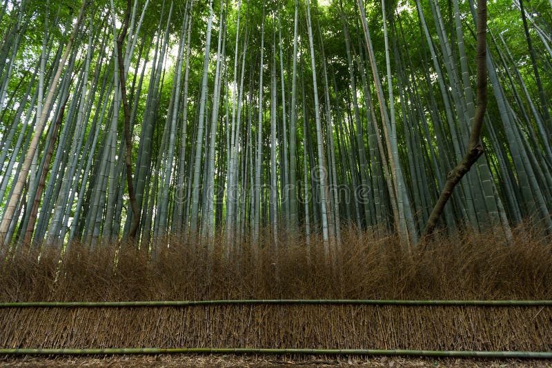 Bamboo pathway stock image. Image of greenery, path, asia - 83284797