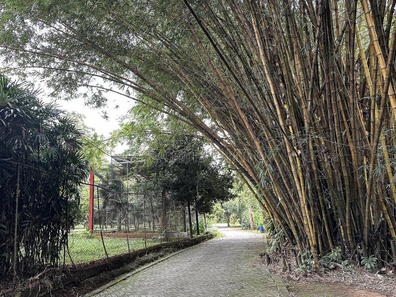 Bamboo Pathway through Lush Greenery in a Serene Natural Environment ...