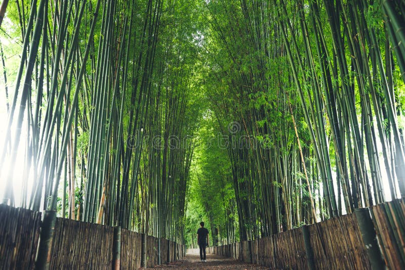 Bamboo the Bamboo Pathway is a Tunnel Stock Photo - Image of outdoor ...