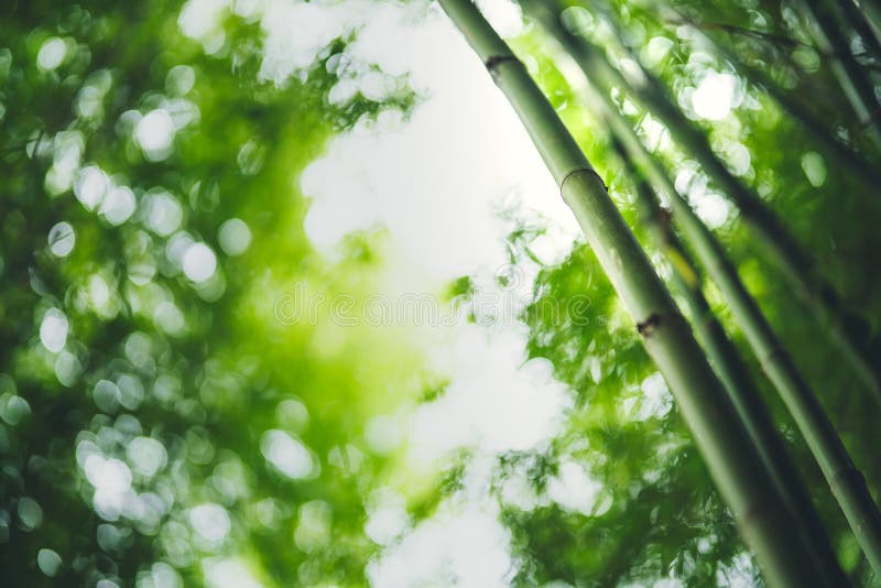 Bamboo the Bamboo Pathway is a Tunnel Stock Photo - Image of nature ...