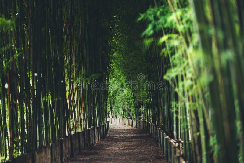 Bamboo the Bamboo Pathway is a Tunnel Stock Image - Image of garden ...