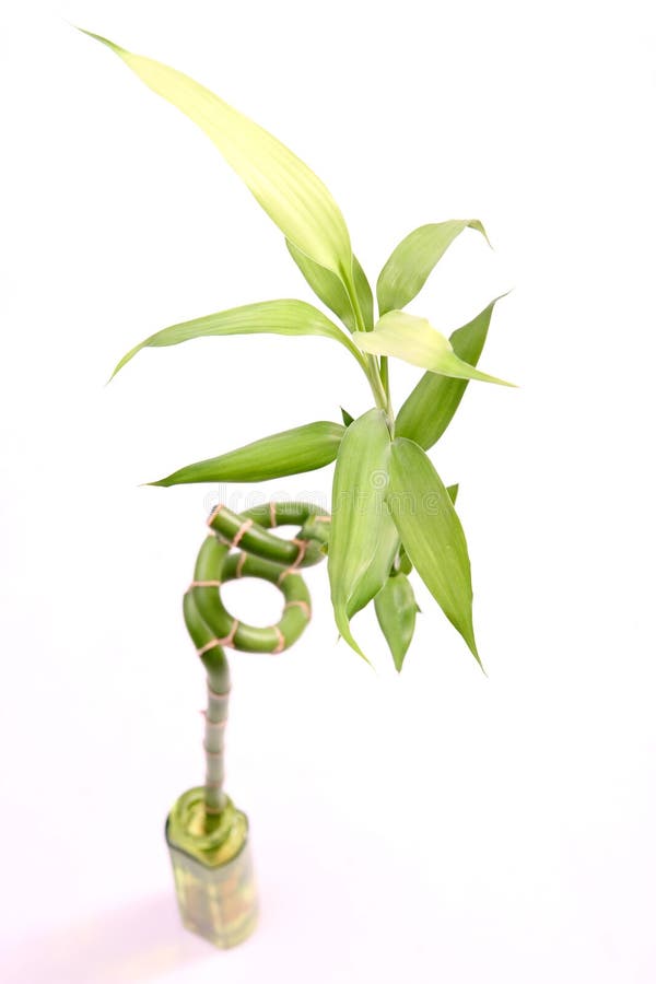 Twisted bamboo stock image. Image of abstract, asia, luck - 478355