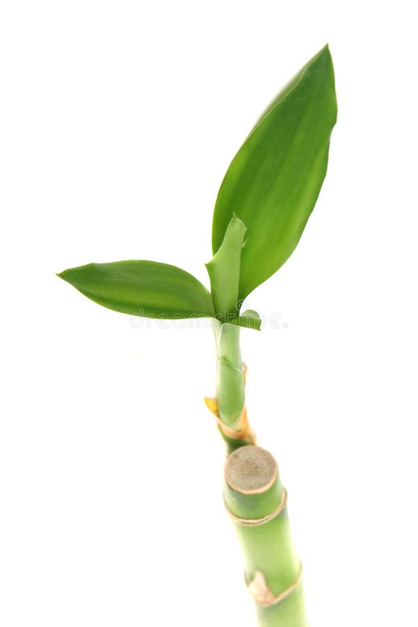 Bamboo Plant with Hand Written Messages Stock Image - Image of ...
