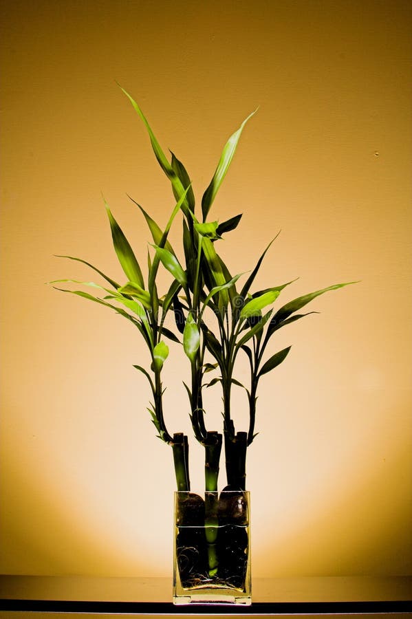 Bamboo Plant with Hand Written Messages Stock Image - Image of ...