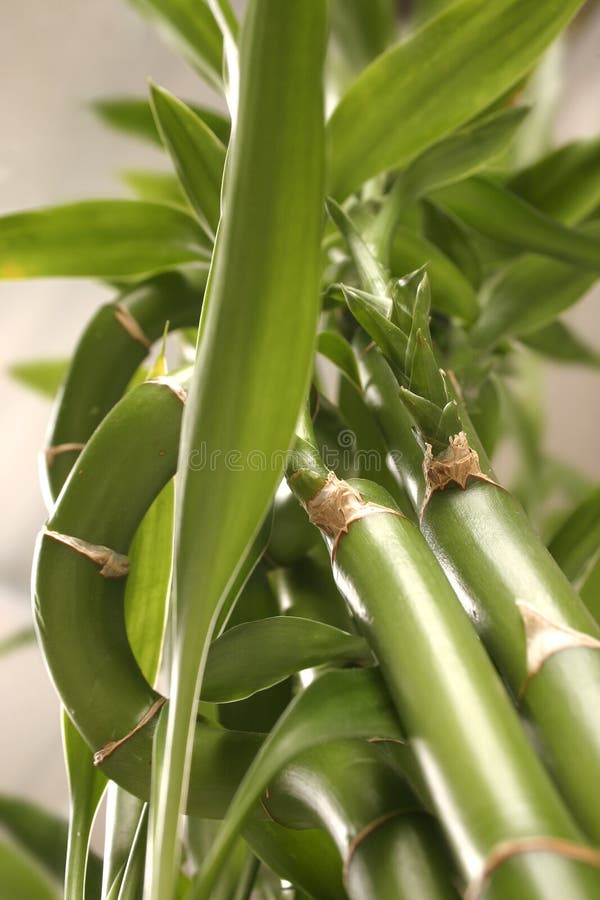 Bamboo Spiral stock photo. Image of development, houseplant - 659560