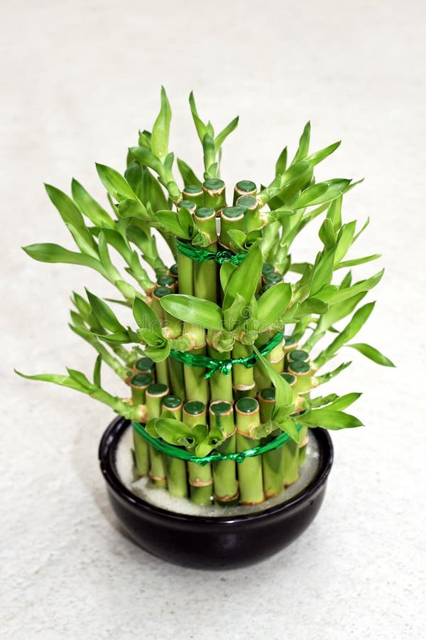 Bamboo plant stock image. Image of plant, bloom, nature - 7243343