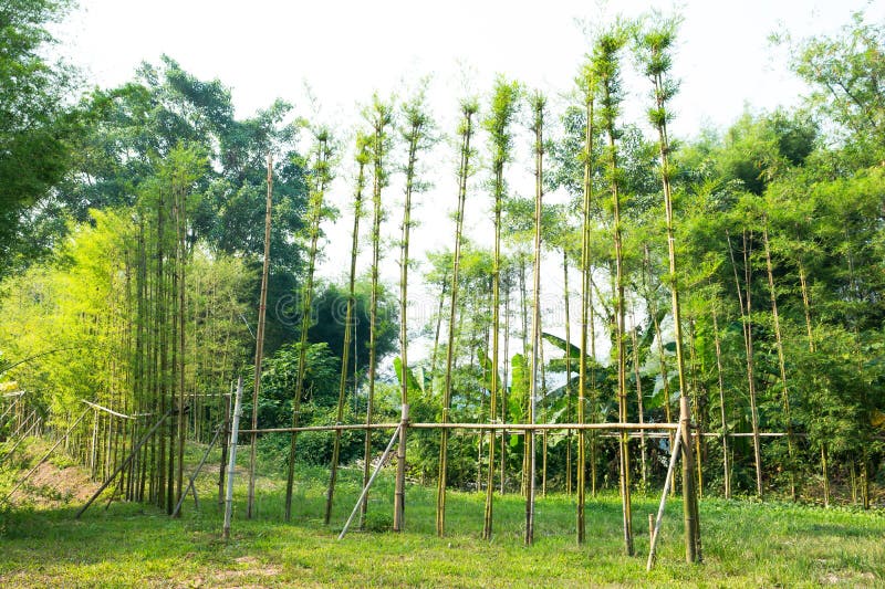 Bamboo Plant Cultivation or Bamboo Plantation Background Stock Image ...