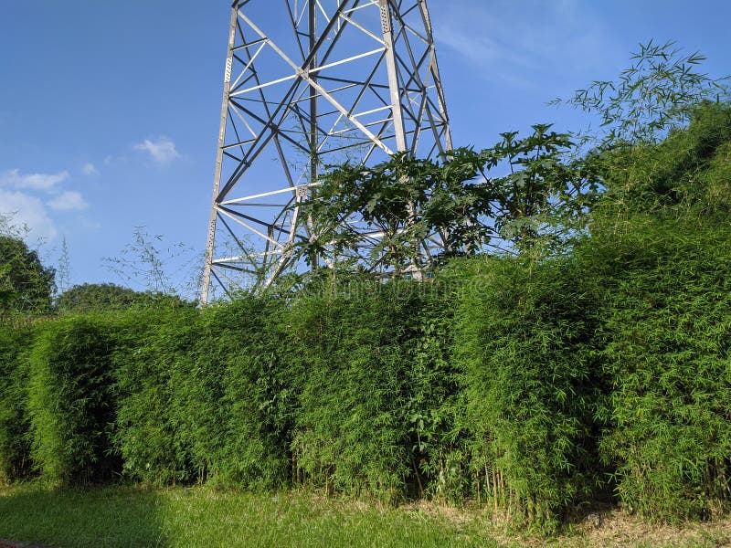 Bamboo Plant and Electric Tower Building Stock Image - Image of meadow ...