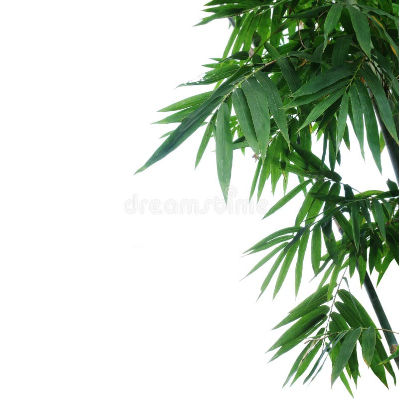Bamboo Plant Green Leaves on White Background Stock Image - Image of ...