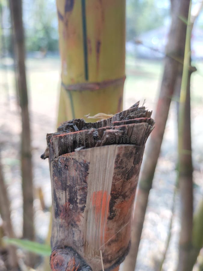 Bamboo Plant Trunk Cutted Half Way Stock Photo - Image of sculpture ...