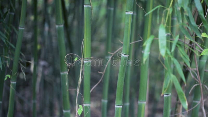 Bamboo plants stock footage. Video of stem, exotic, design - 164521186