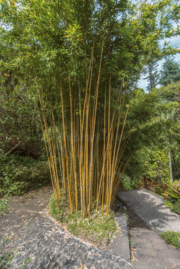 Bamboo plants in park stock image. Image of stone, pathway - 156053835