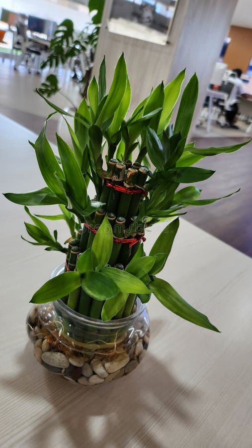 Bamboo Plants are Used As Table Decorations Stock Photo - Image of ...
