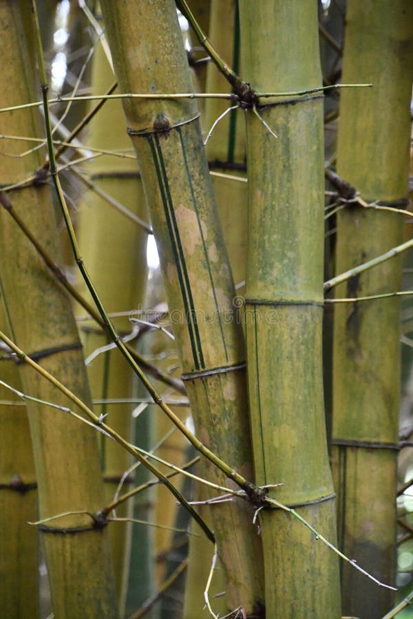 Bamboo Plants stock photo. Image of japan, natural, orient - 267021322