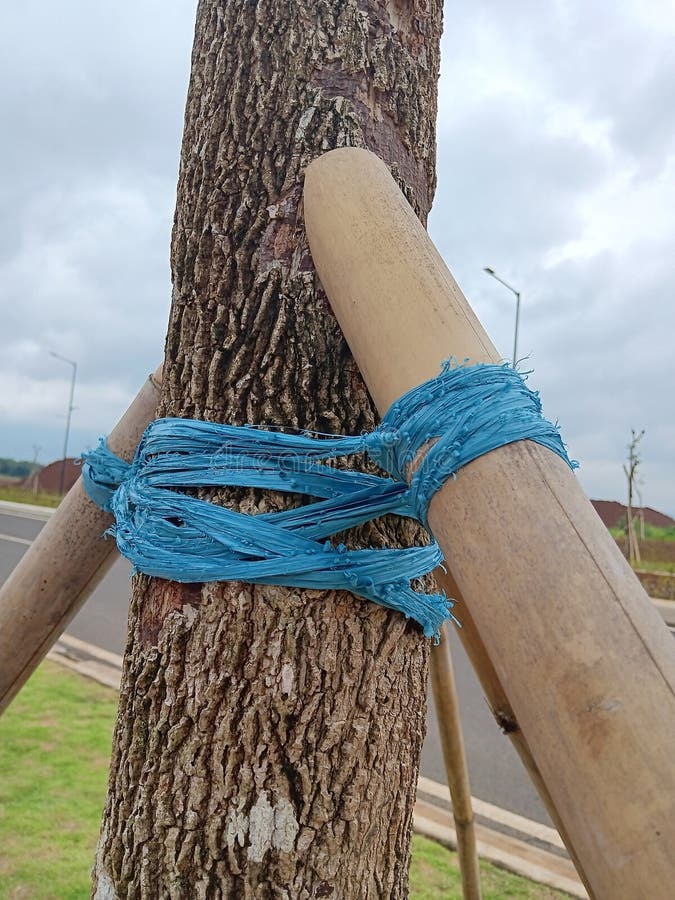 Bamboo and Plastic Rope To Hold the Tree Up Stock Photo - Image of ...
