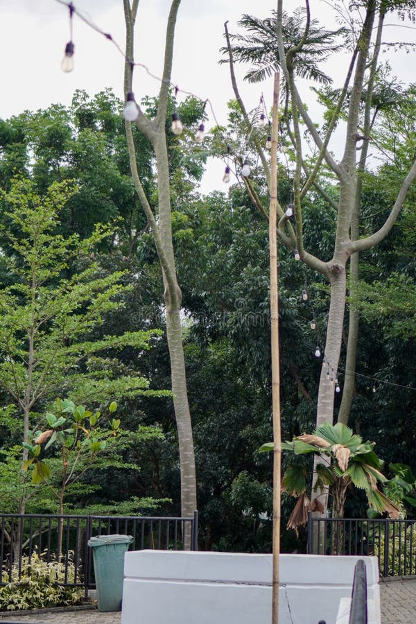 Bamboo Poles and Trees Seen from Below Against the Sky Background Stock ...