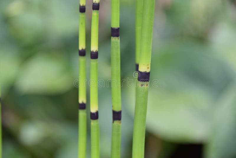 Bamboo pond stock image. Image of summer, bamboo, green - 75756657