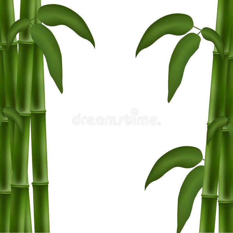 Bamboo Poster. Template for Design. Vector Illustration. Stock ...