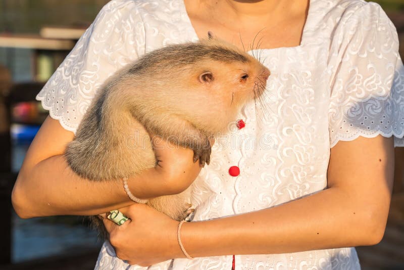 Bamboo rat stock image. Image of background, garden - 323841161