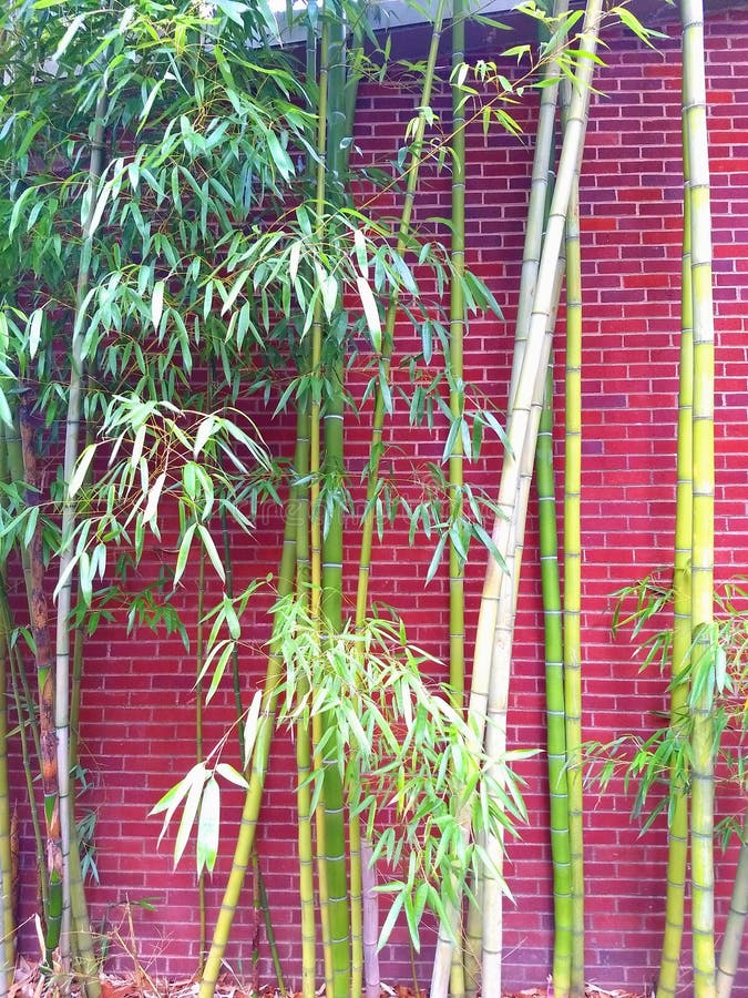 Bamboo Background Mural Stock Photos - Free & Royalty-Free Stock Photos ...