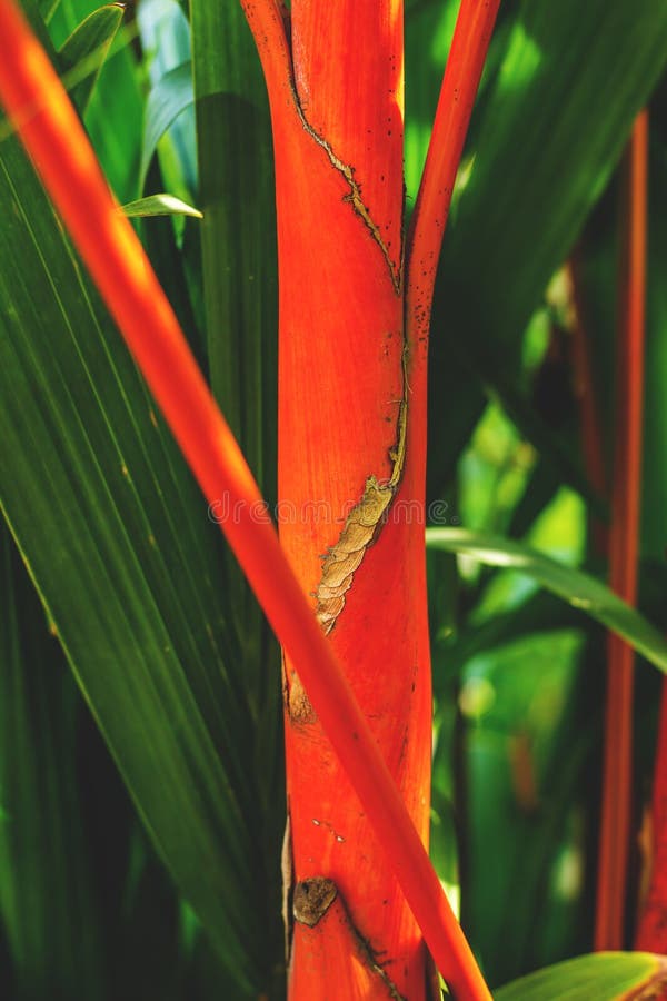 Bamboo red trunk stock image. Image of background, trunks - 144216447