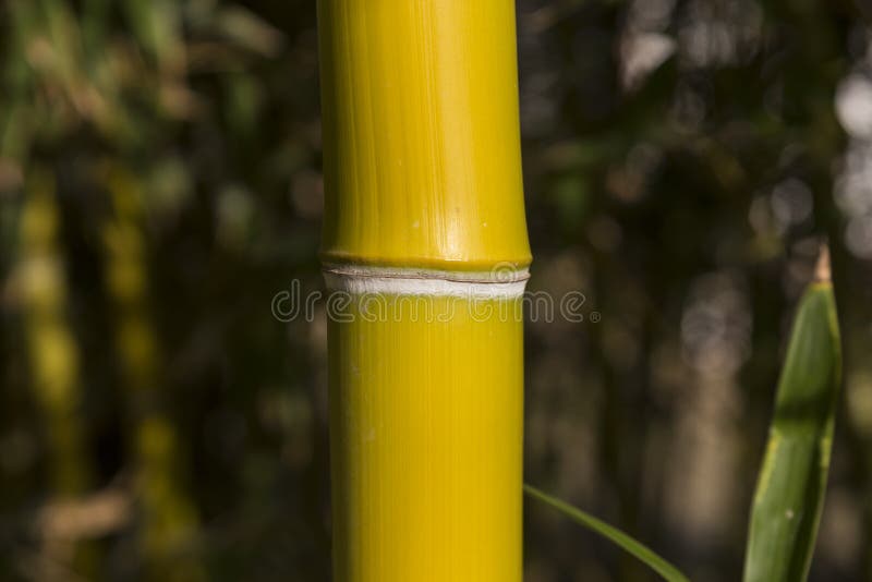 Bamboo reeds stock image. Image of light, cultivate, field - 46720215