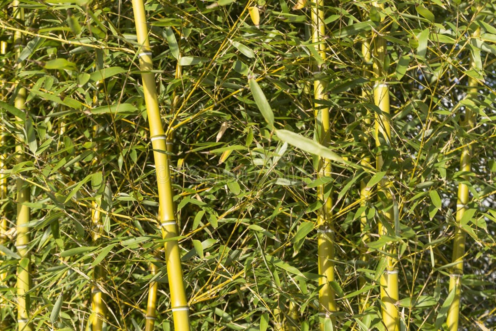 Bamboo reeds stock image. Image of color, flora, farming - 46720677