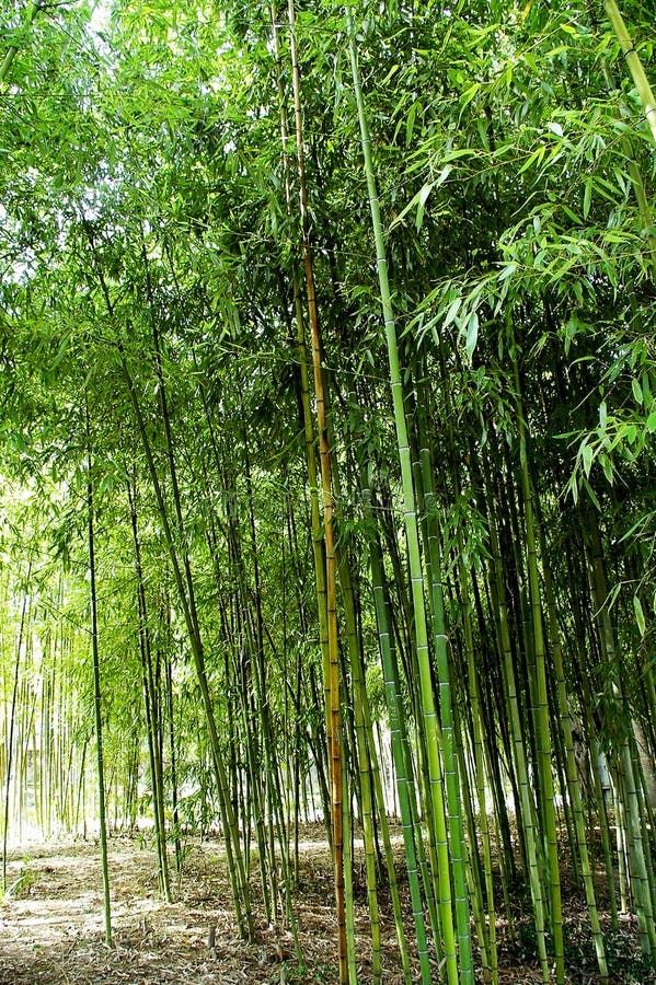 Bamboo reeds stock image. Image of environment, japan - 94768187
