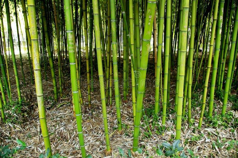 Bamboo reeds stock image. Image of autumn, garden, closeup - 94768197