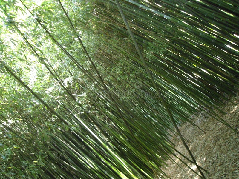 Thickets of Bamboo. Bamboo and Reeds Grow. Stock Image - Image of ...