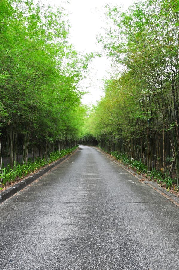 Bamboo Road stock photo. Image of growth, light, foot - 18587166