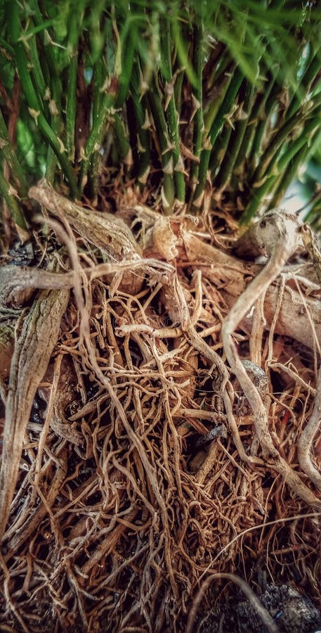 Bamboo at its root stock photo. Image of earthy, natural - 28389612